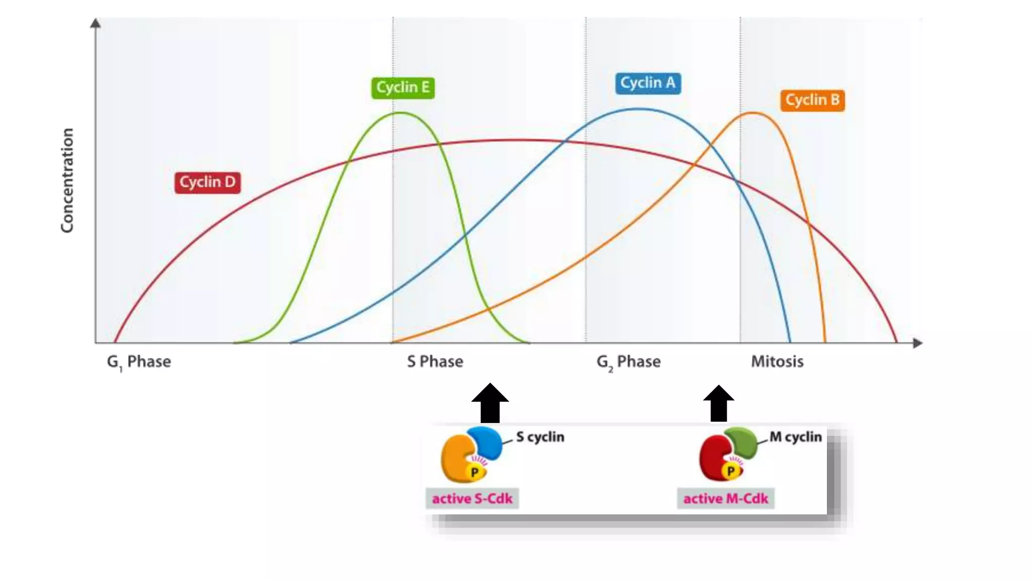 Link between replication and cell cycle | PPTX