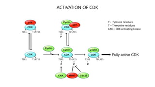 Link between replication and cell cycle | PPTX
