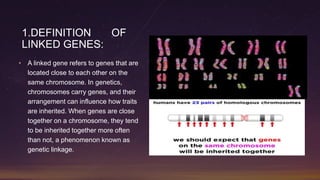 Linked Genes ppt 2.pptx presentation.com