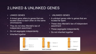 Linked Genes ppt 2.pptx presentation.com