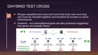 Linked Genes ppt 2.pptx presentation.com