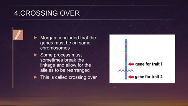 Linked Genes ppt 2.pptx presentation.com
