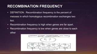 Linked Genes ppt 2.pptx presentation.com