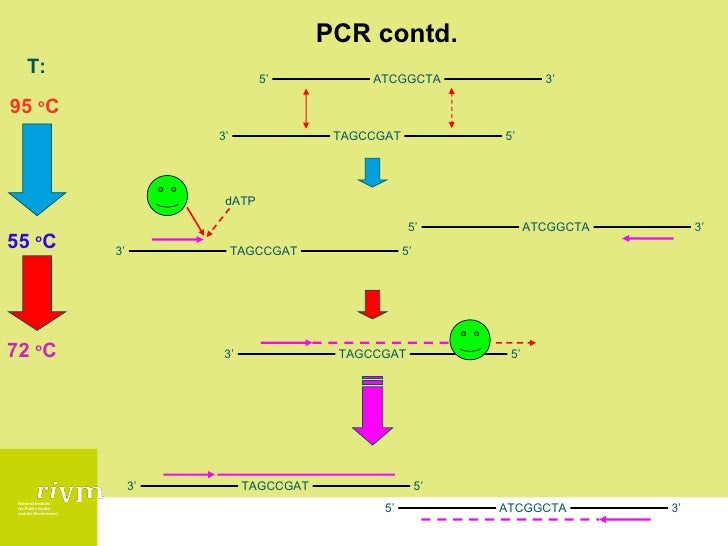 Multiplex qPCR