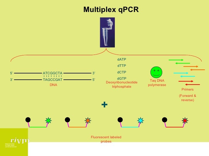 Multiplex qPCR
