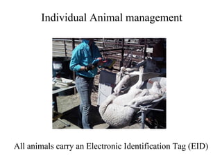 Precision Livestock Systems | PPT
