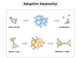 natural resistance of body against infection | PPTX