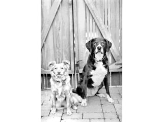 Black and White Dog Photography by Jesse Freidin | PPT