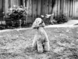 Black and White Dog Photography by Jesse Freidin | PPT