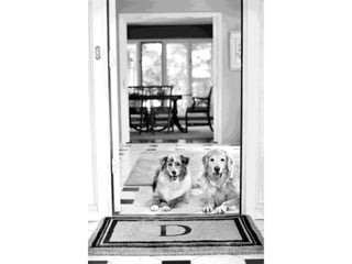 Black and White Dog Photography by Jesse Freidin | PPT