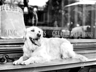 Black and White Dog Photography by Jesse Freidin | PPT