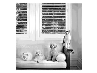 Black and White Dog Photography by Jesse Freidin | PPT