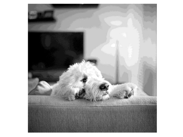 Black and White Dog Photography by Jesse Freidin | PPT