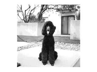 Black and White Dog Photography by Jesse Freidin | PPT