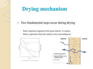 Paddy parboiling and Drying | PPTX