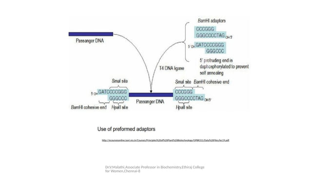 Presentation on Linkers &Adapters used in rDNA Technology | PPTX