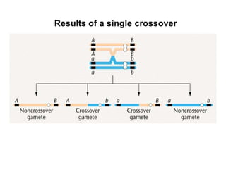 Linking and-crossing-over | PPTX