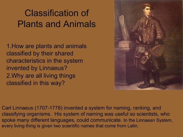 Linnaean classification system short 2012 | PPT