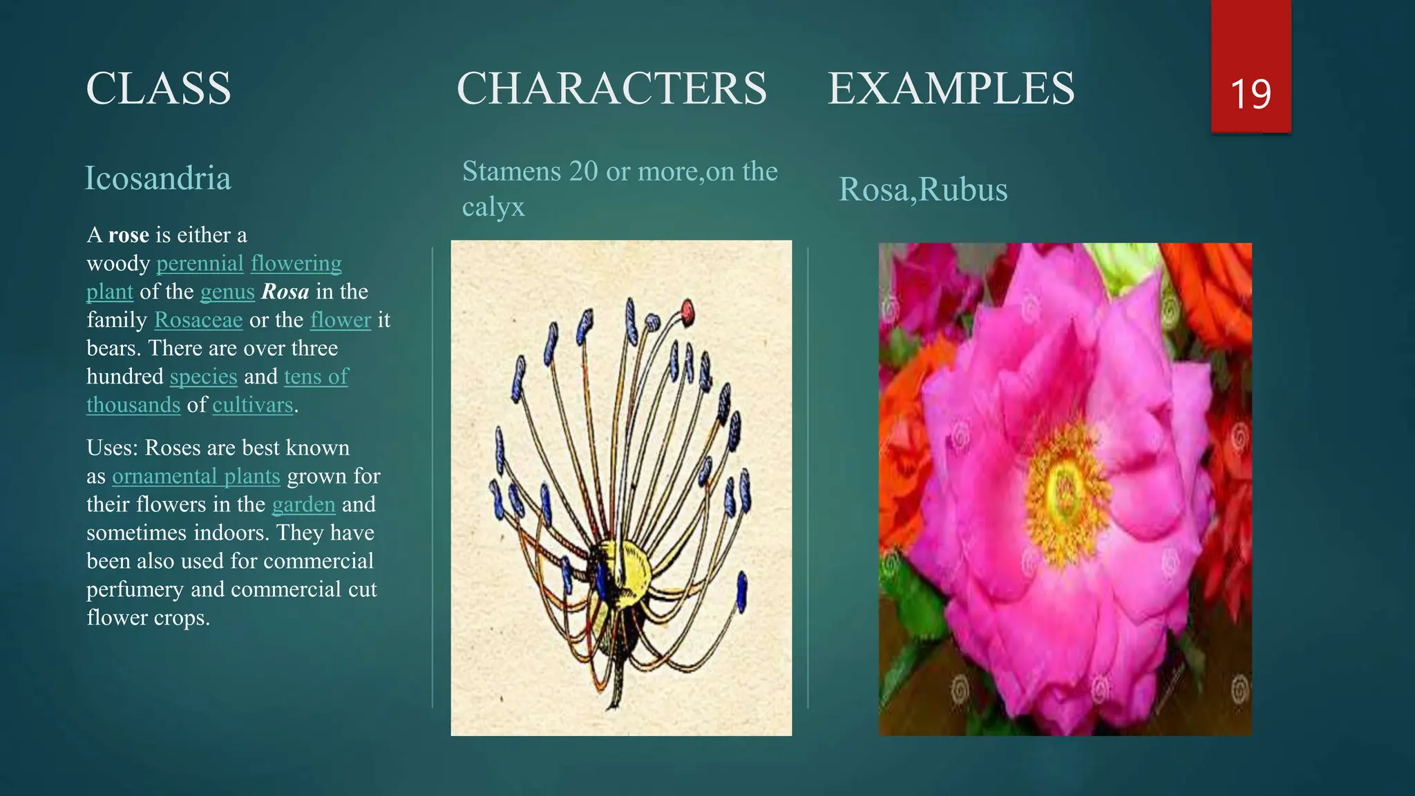 linneus system of classification (1).pptx