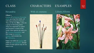 linneus system of classification (1).pptx