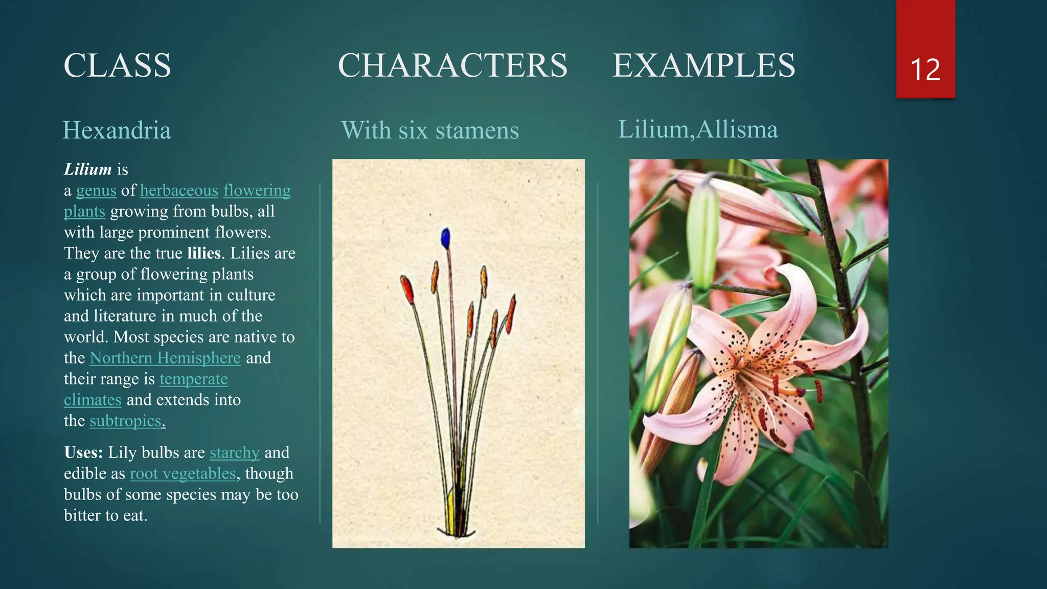 linneus system of classification (1).pptx