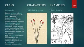 linneus system of classification (1).pptx
