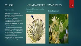 linneus system of classification (1).pptx