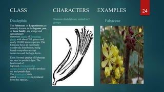 linneus system of classification (1).pptx