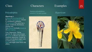 linneus system of classification (1).pptx