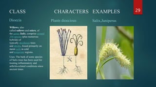 linneus system of classification (1).pptx