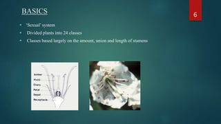 linneus system of classification (1).pptx