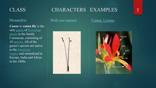 linneus system of classification (1).pptx