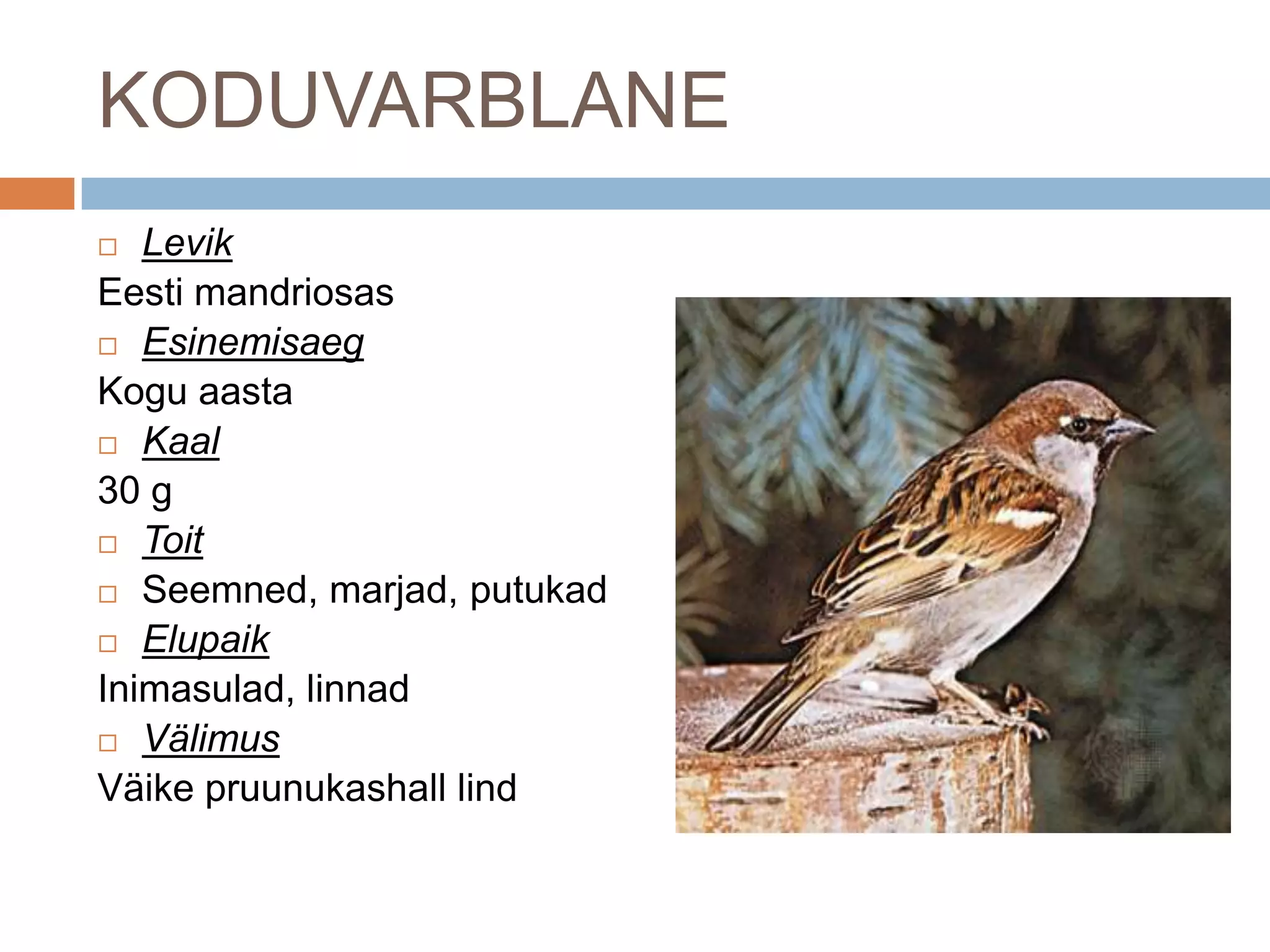 Linnud | PPTX