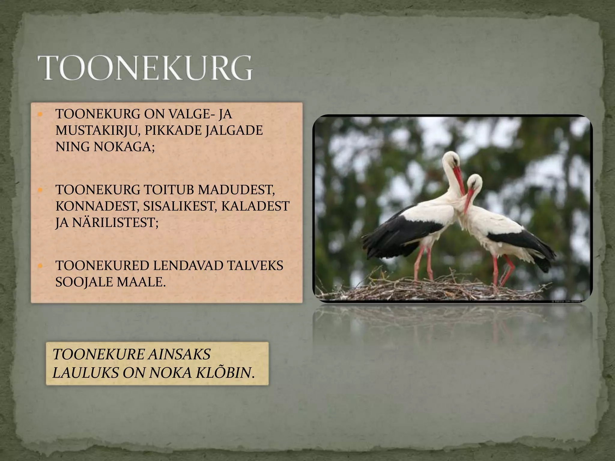 "Linnud" lasteaia lastele | PPTX