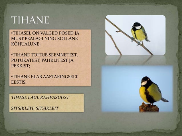 "Linnud" lasteaia lastele | PPTX