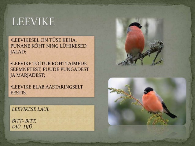 "Linnud" lasteaia lastele | PPTX