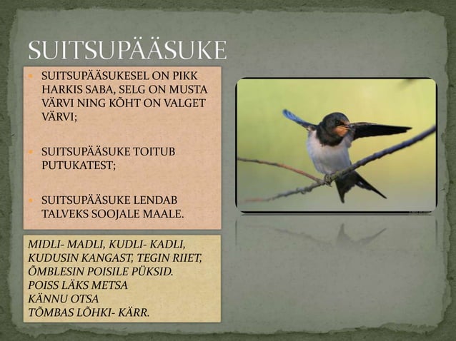 "Linnud" lasteaia lastele | PPTX