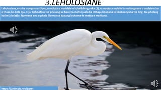 LINONYANA TSE HLAHA BY LERATO LEPHEMA | PPT