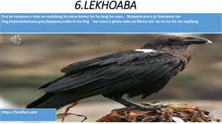 LINONYANA TSE HLAHA BY LERATO LEPHEMA | PPT