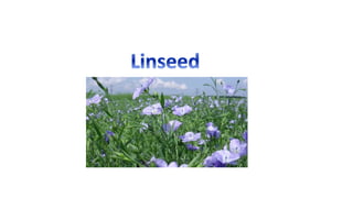 Linseed cultivation practices in rabi.pptx