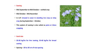 Linseed cultivation practices in rabi.pptx