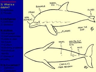 L'intelligence des dauphins | PPT