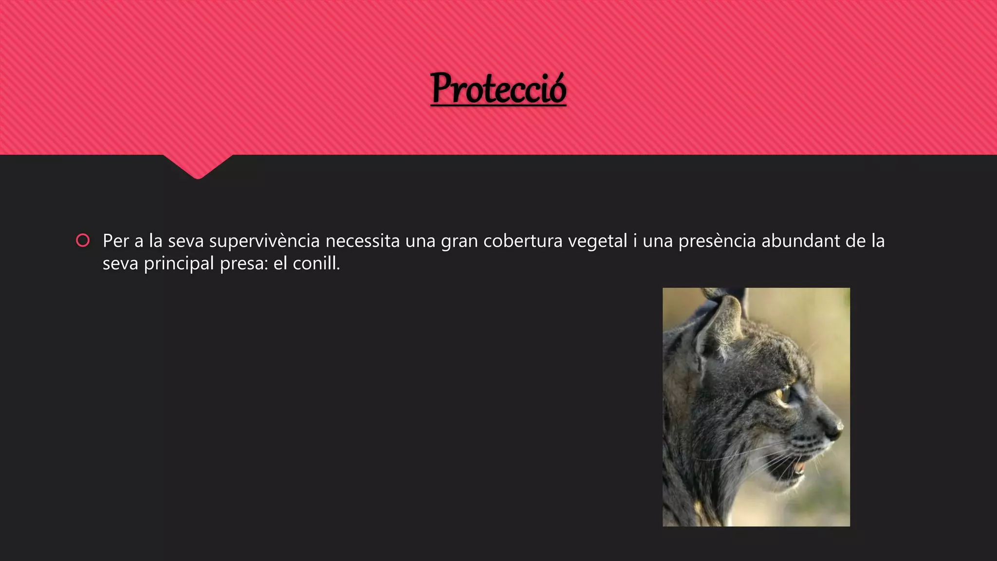 El Linx Ibèric 1r ESO La Salle Manlleu 2016 | PPTX