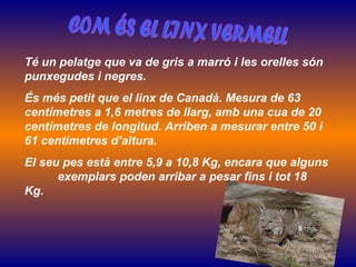 Linx portada | PPT
