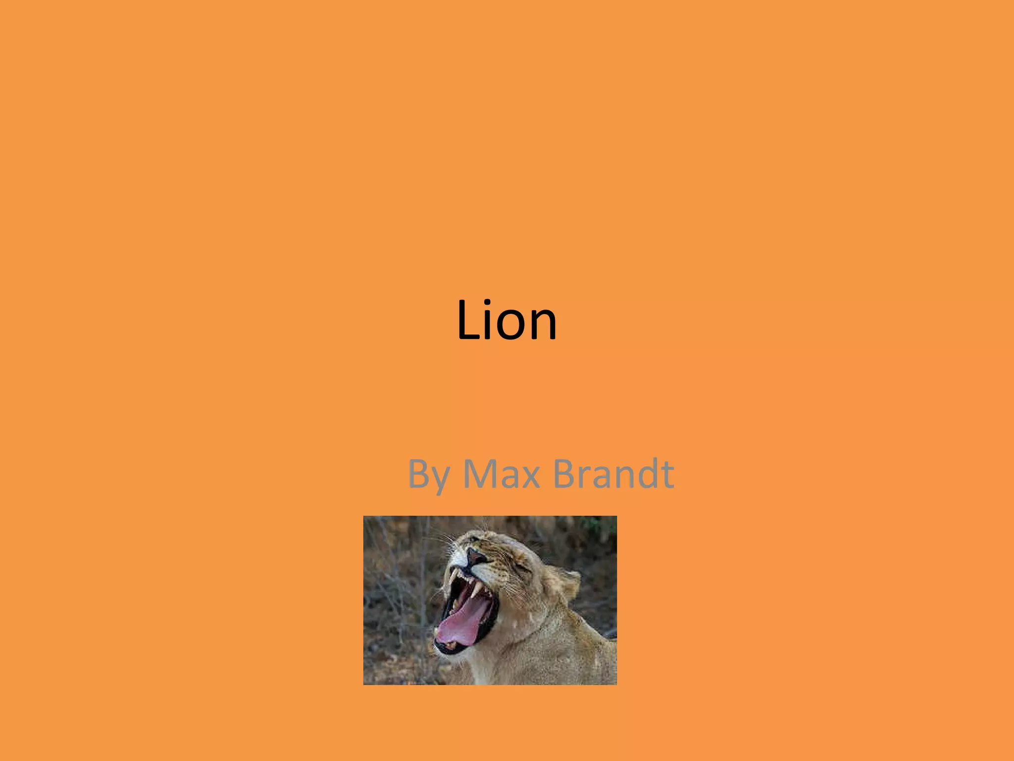 Lion | PPT