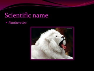 Lion | PPTX