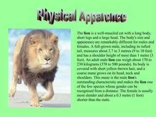 Lion | PPT