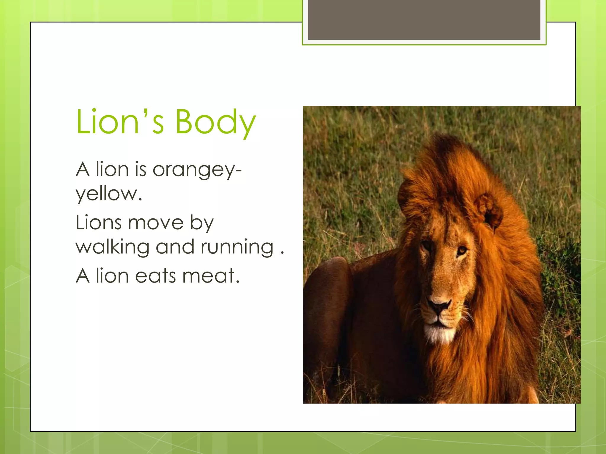 Lion | PPT
