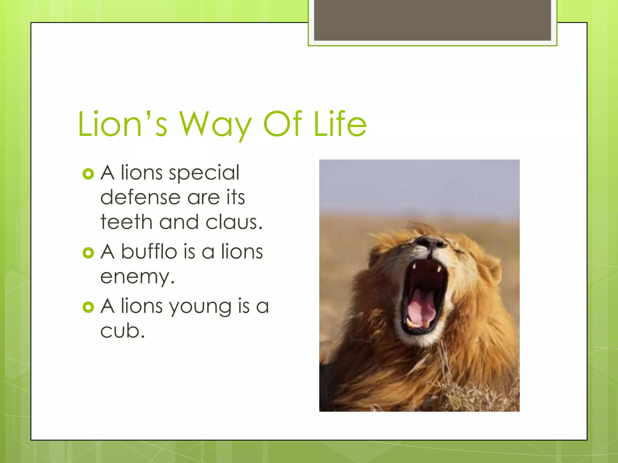 Lion | PPT