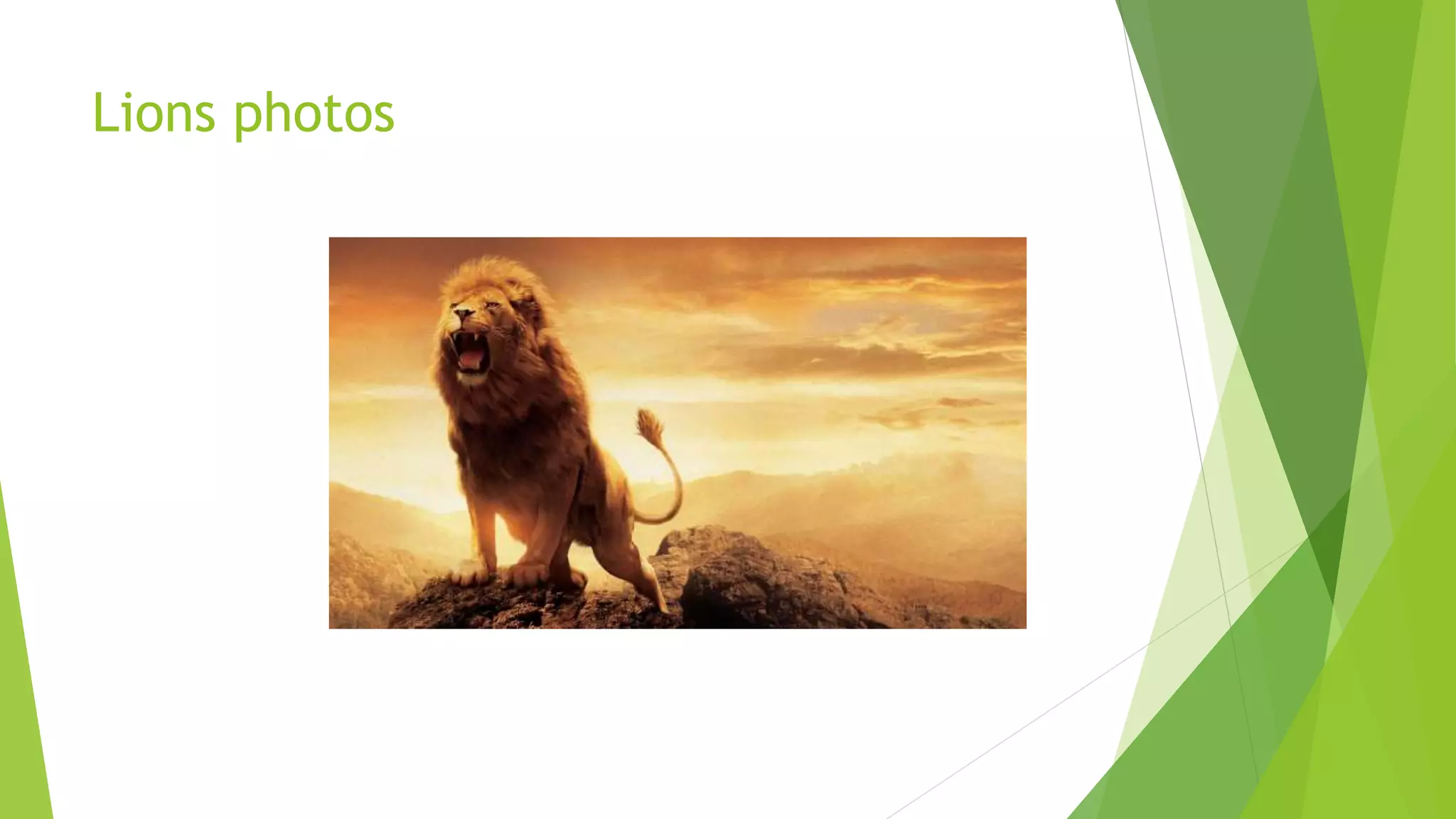 Lion | PPT